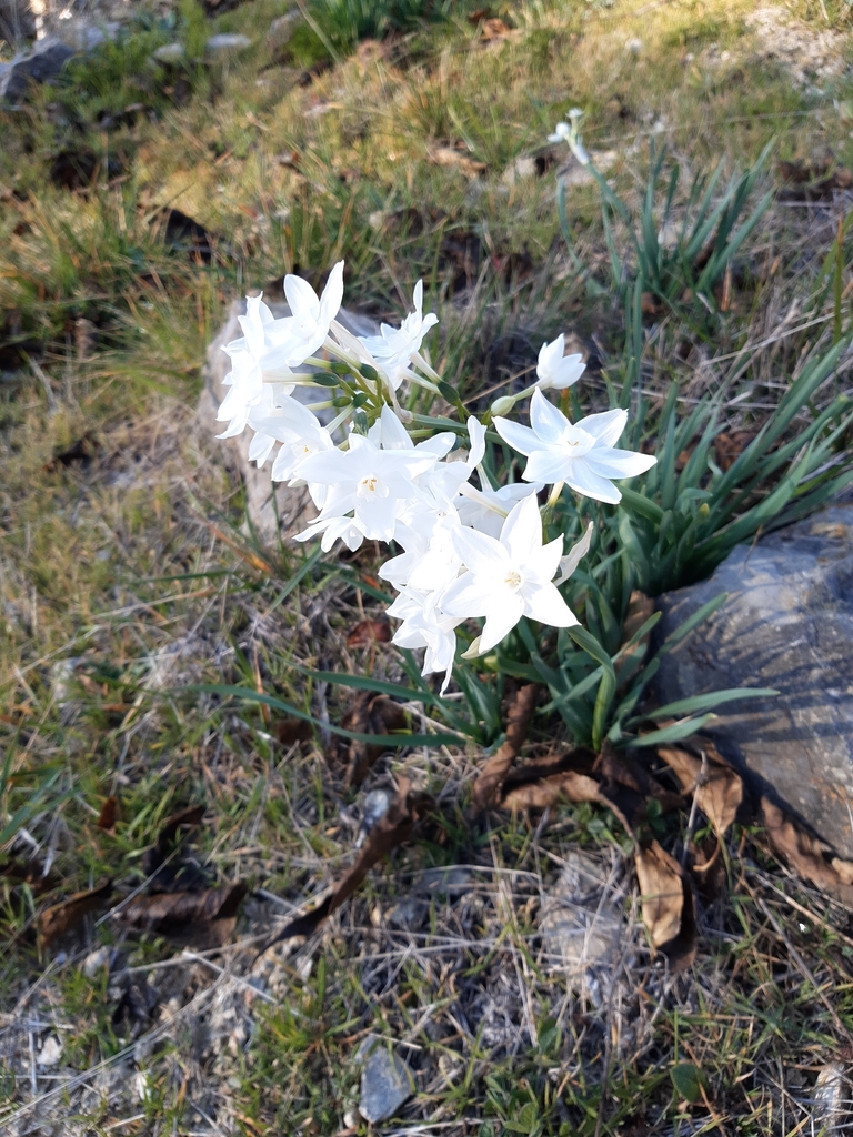 Paperwhite from Brignoles on January 24, 2022 at 10:04 AM by eroouan ...