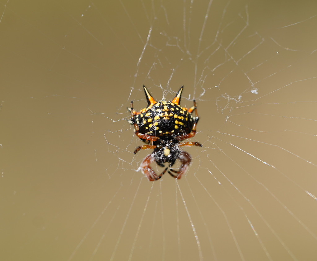 Christmas Jewel Spider from Wooragee VIC 3747, Australia on January 16 ...