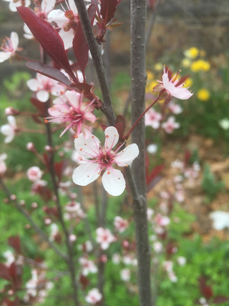 Purple-leaved Sand Cherry (Prunus cistena) - Botanical Realm