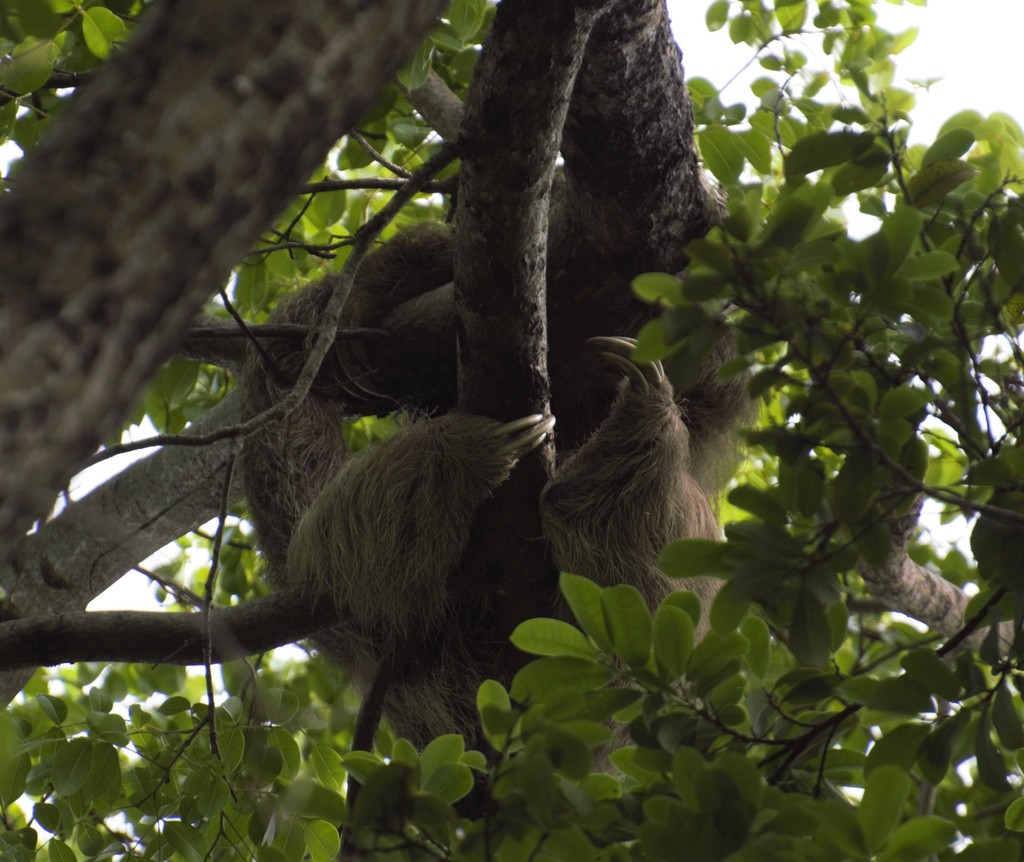 Southern Maned Sloth in January 2022 by Flávio Mendes · iNaturalist