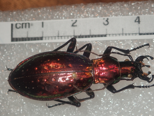 Subspecies Carabus rutilans rutilans · iNaturalist