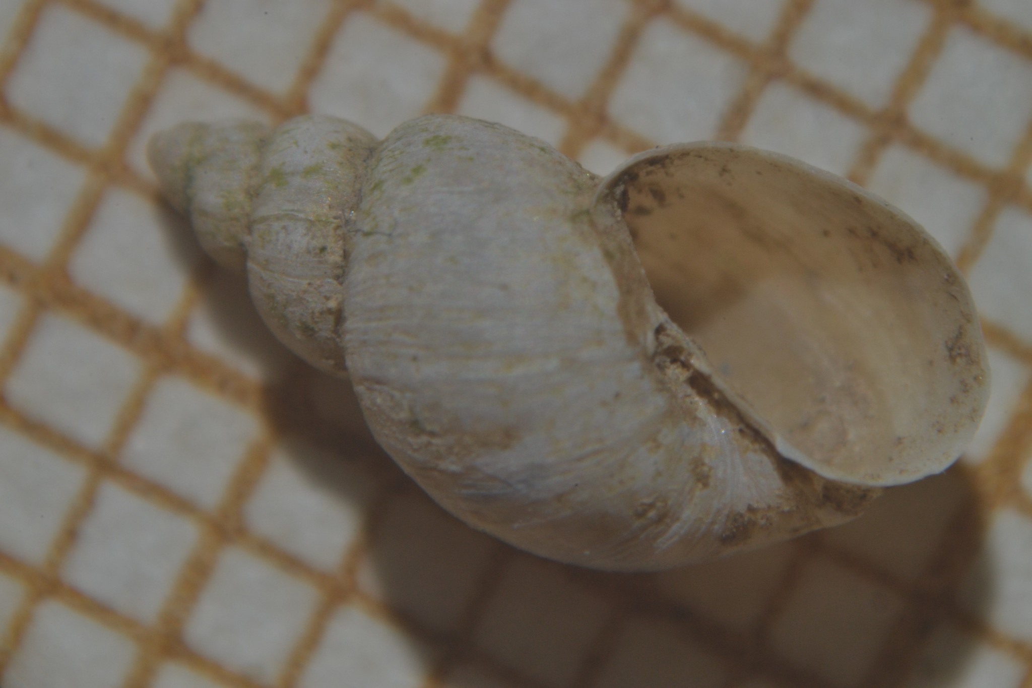 Galba truncatula (O.F.Müller, 1774)