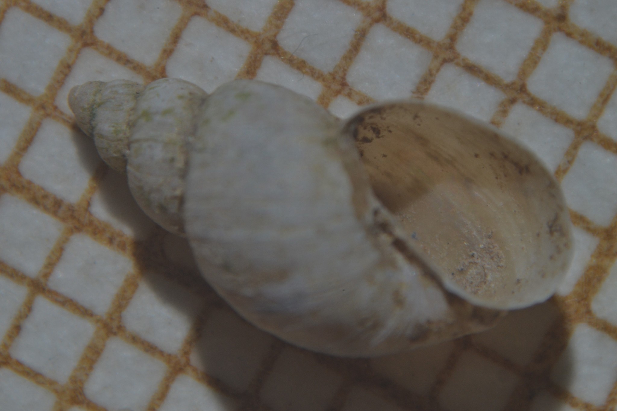 Galba truncatula (O.F.Müller, 1774)