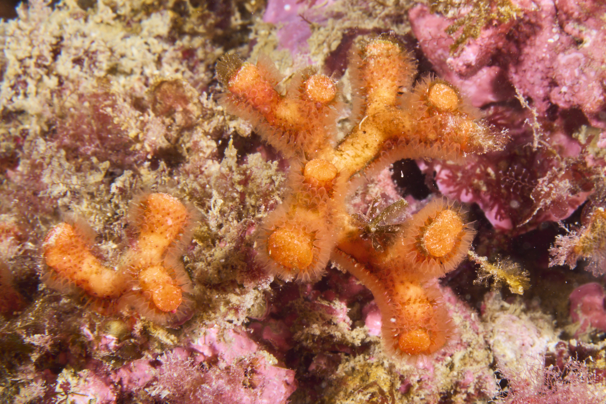 Myriaporidae