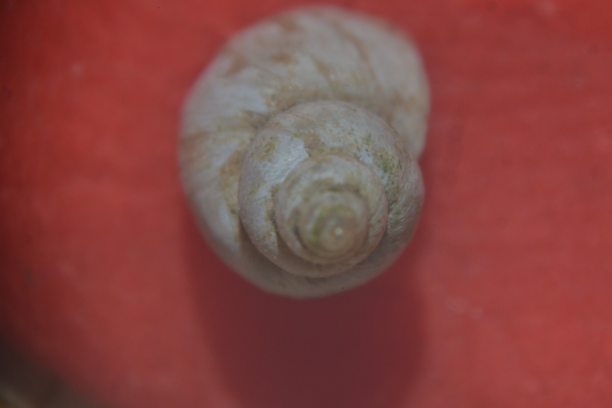 Galba truncatula (O.F.Müller, 1774)