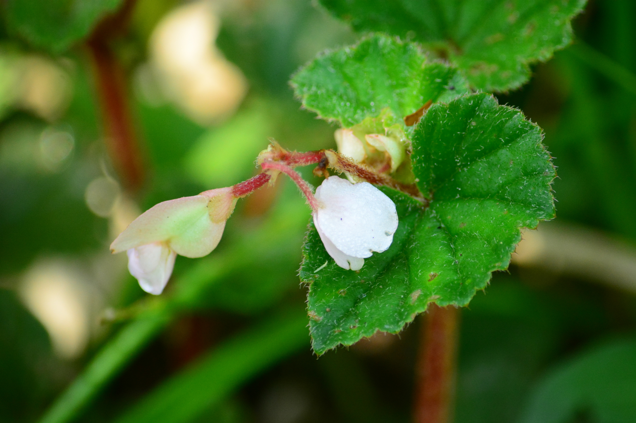 Begonia fischeri Schrank