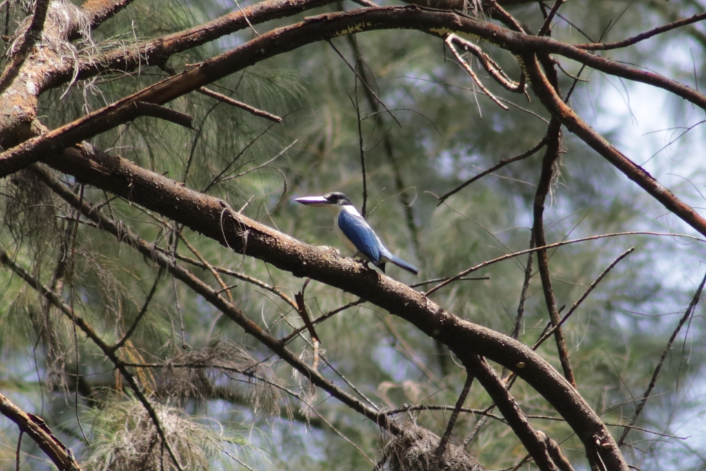 Collared Kingfisher from Punggol, Singapore on January 22, 2022 at 01: ...