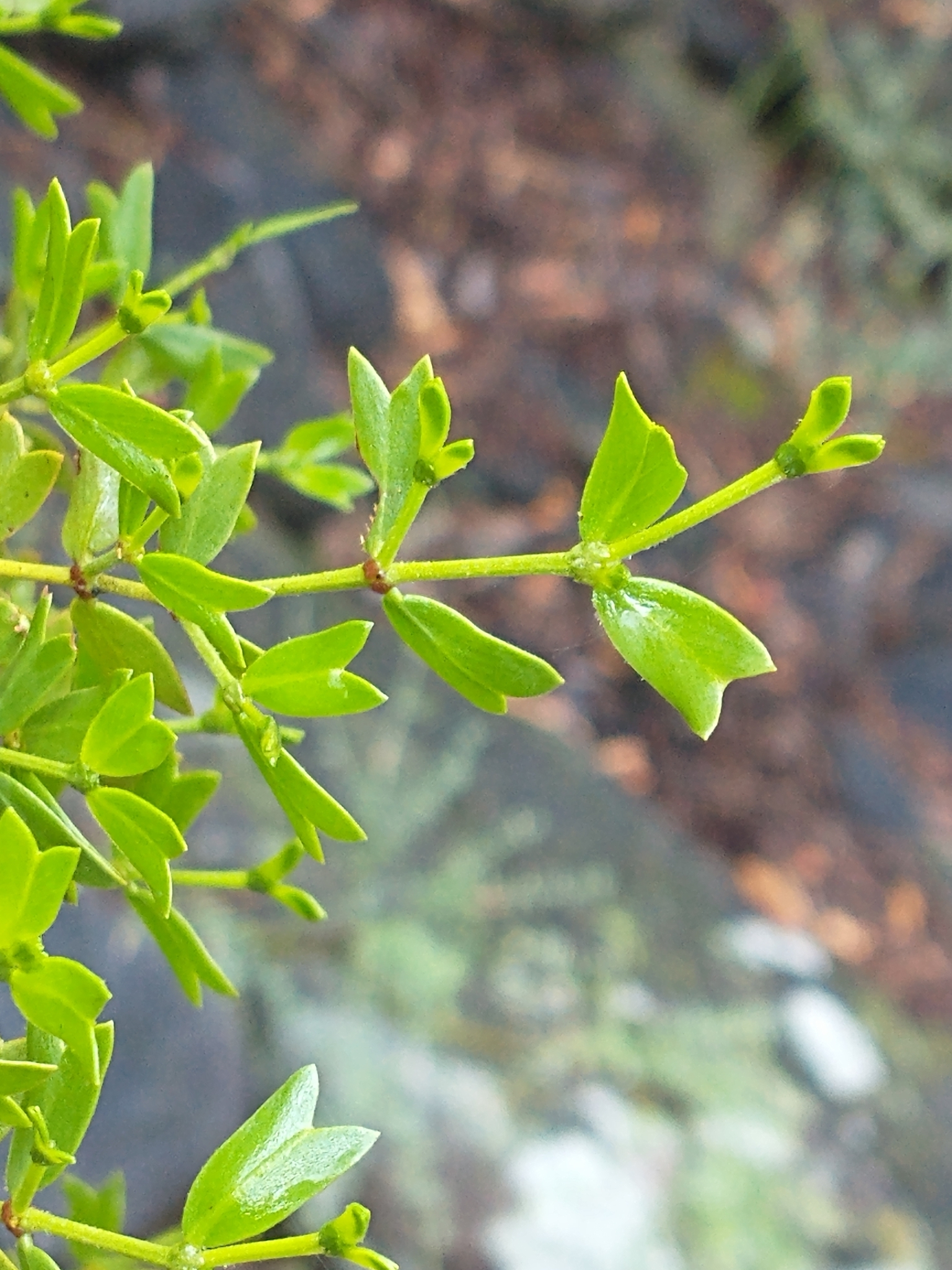 Larrea cuneifolia Cav.
