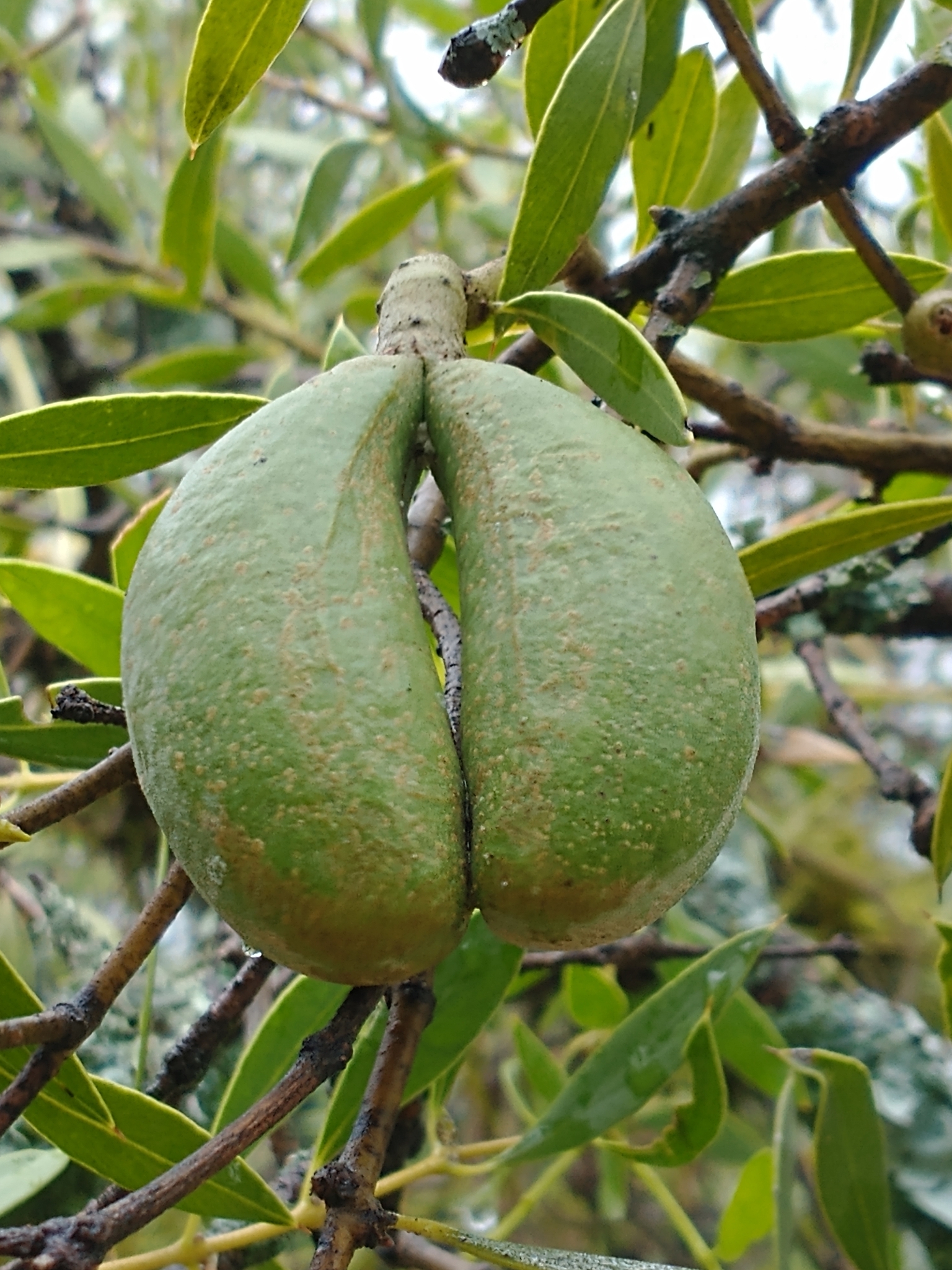 Aspidosperma Mart. & Zucc.