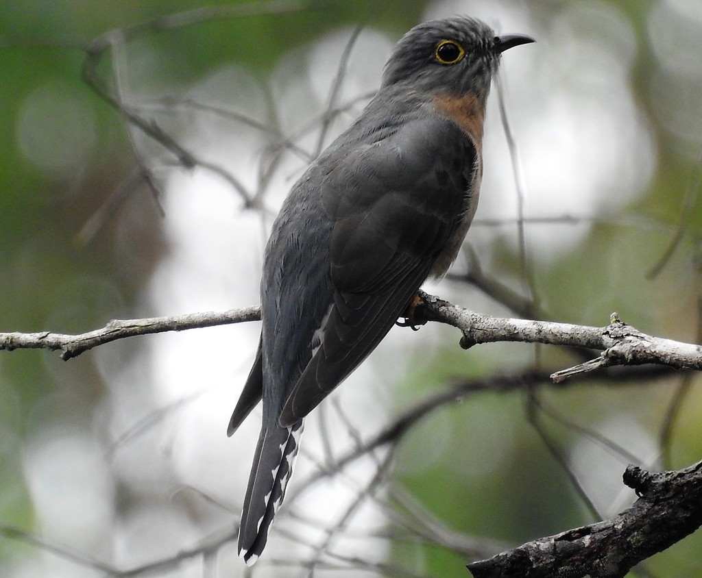 Fan-tailed Cuckoo from Sheep Station Creek Conservation Reserve ...