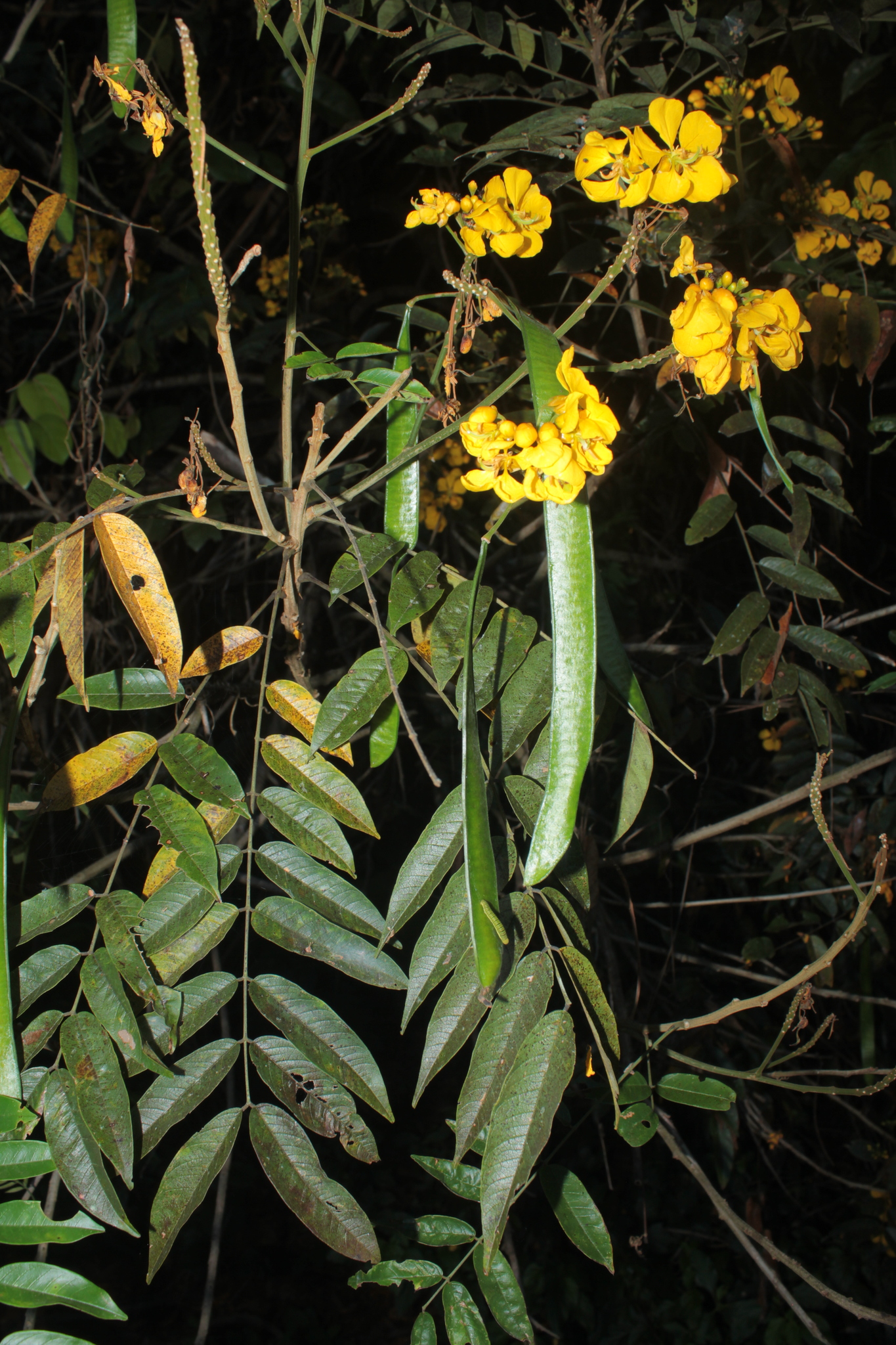 Senna silvestris (Vell.) H.S.Irwin & Barneby