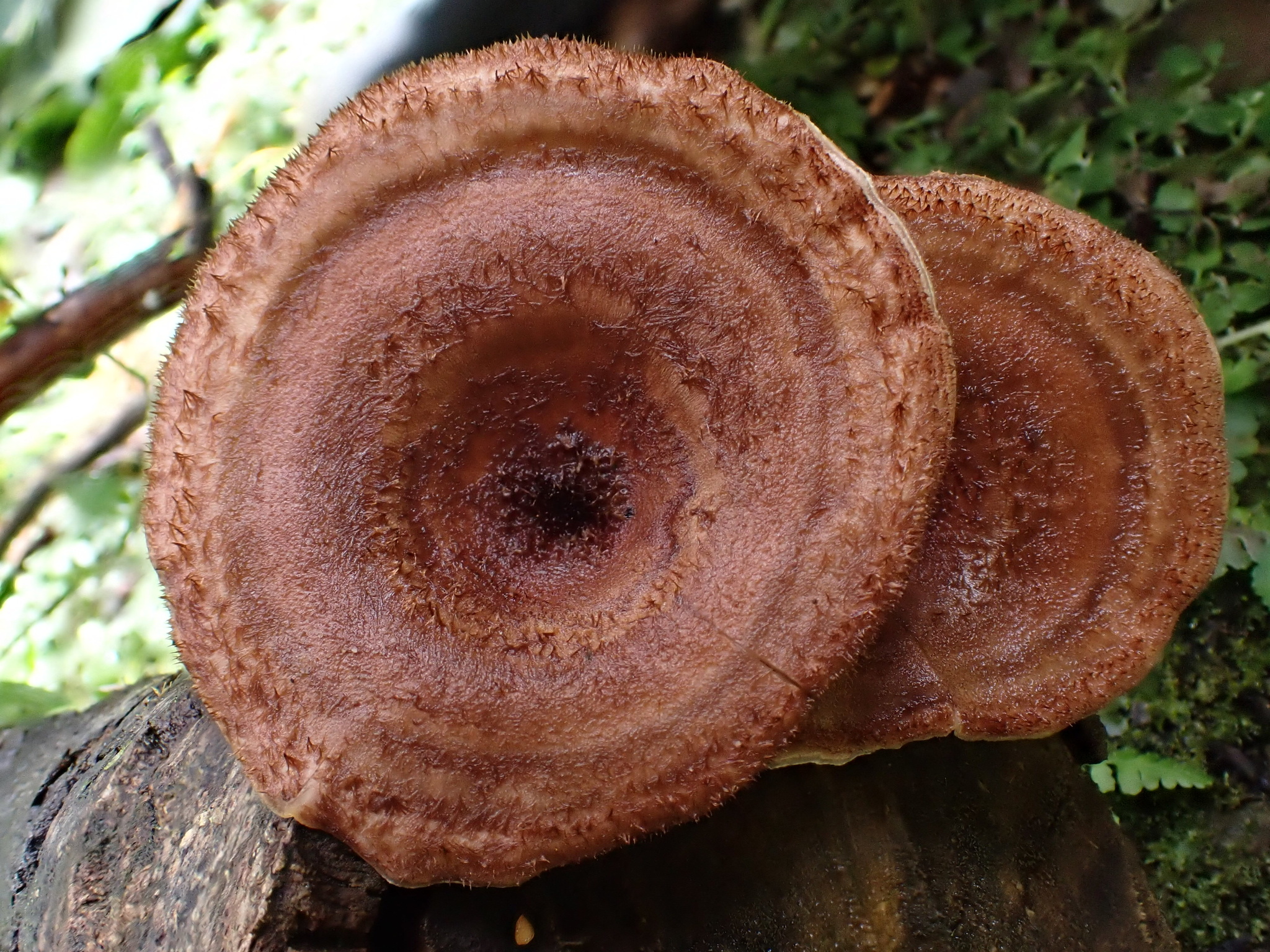 Lentinus velutinus Fr.
