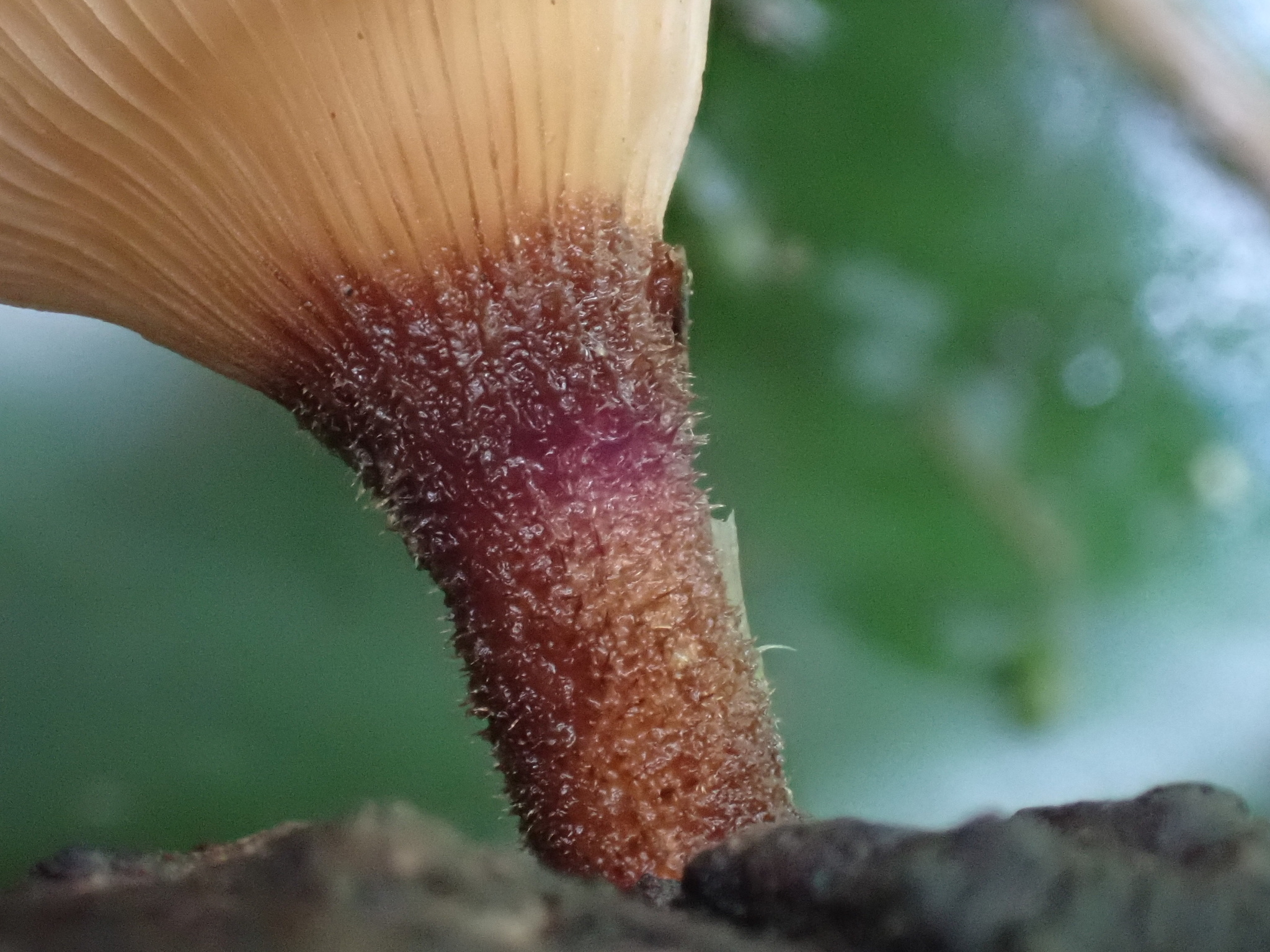 Lentinus velutinus Fr.