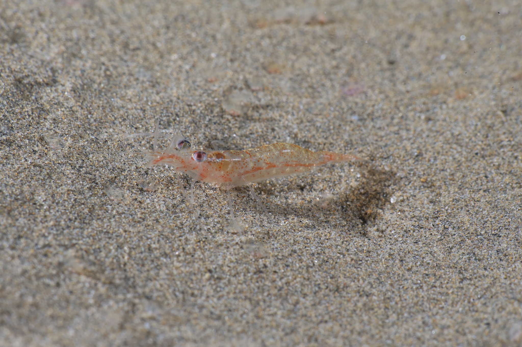 Processa modica Williamson, 1979