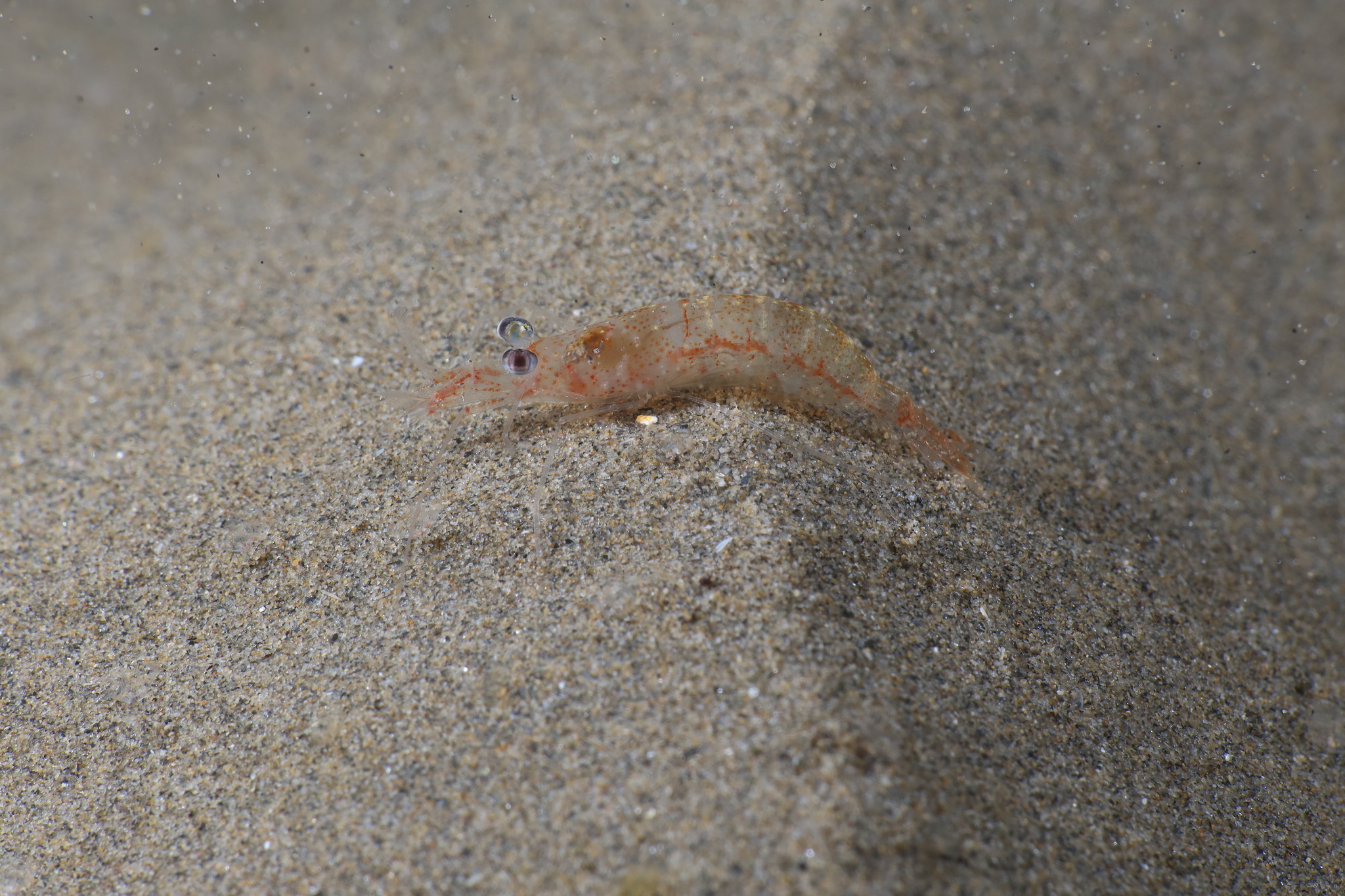 Processa modica Williamson, 1979