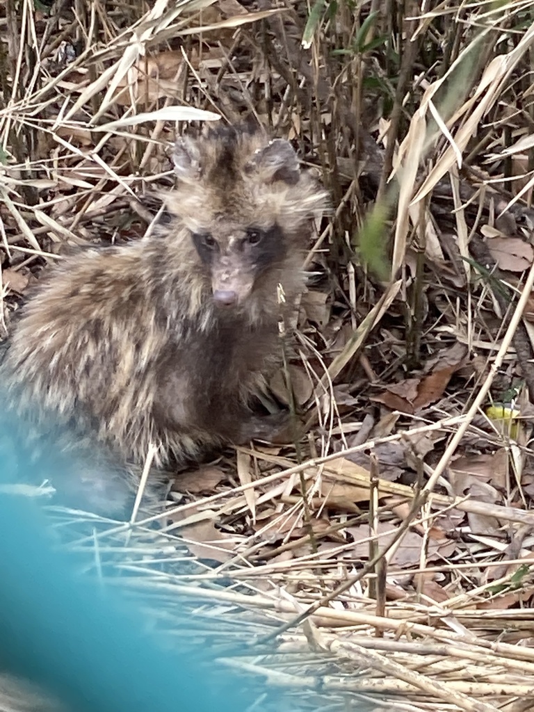 Hondo Raccoon Dog from 東生田4丁目, 川崎市多摩区, 神奈川県, JP on January 23, 2022 at ...