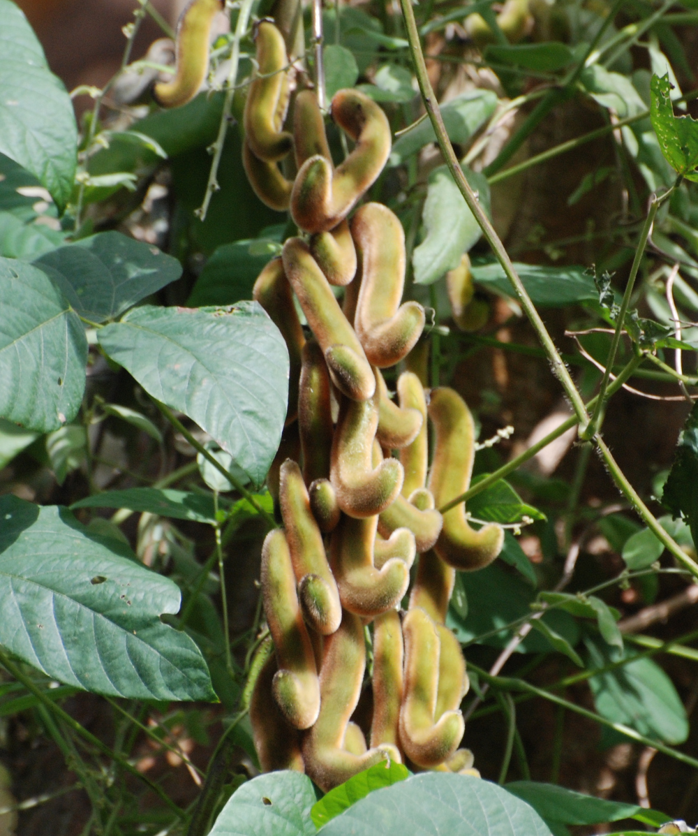 Mucuna pruriens (L.) DC.
