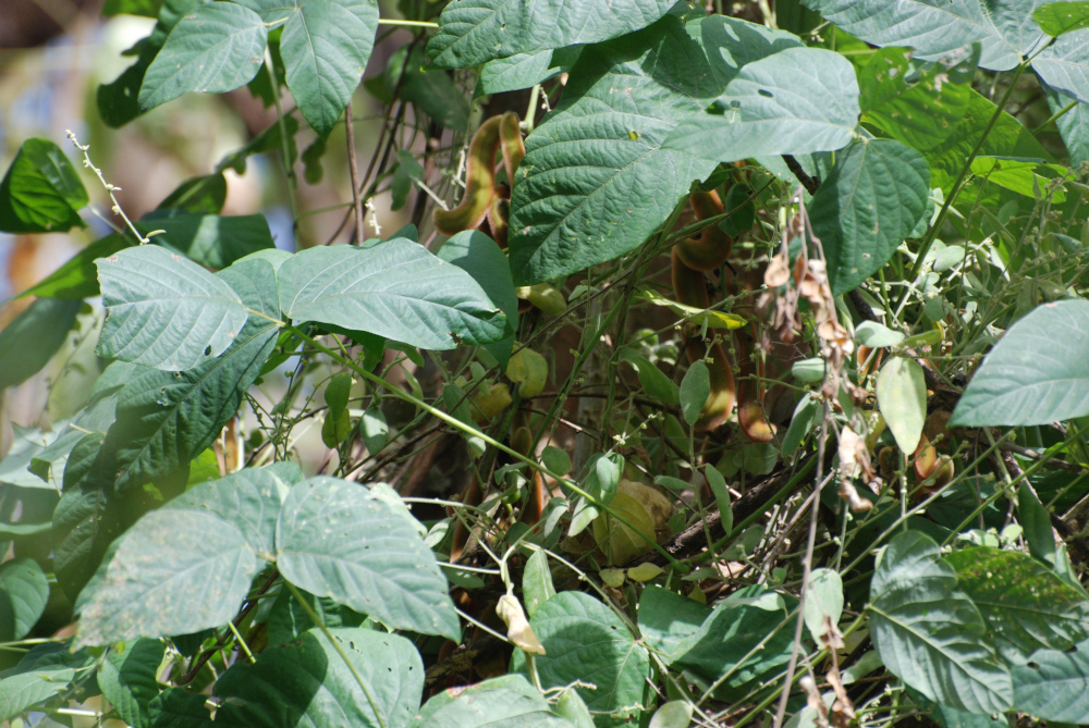Mucuna pruriens (L.) DC.