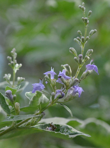 Variedad Vitex trifolia variegata · iNaturalist Mexico