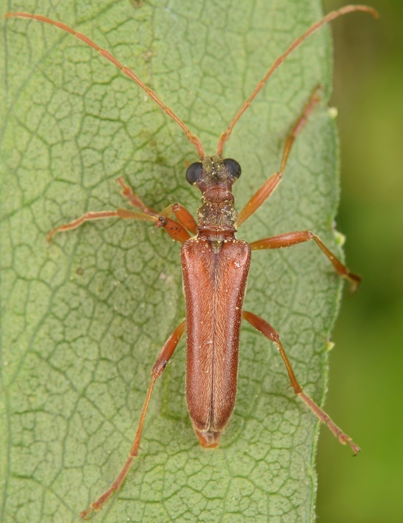 Cinnamon-winged Flower Longhorn (Longhorn Beetles of the United States ...