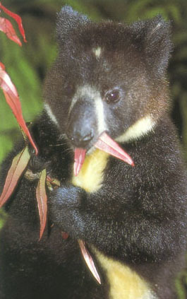 Tree Kangaroos (Dendrolagus) - Know Your Mammals