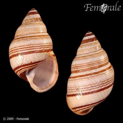 Partulina virgulata (Gastropods of the United States Pt.7) · iNaturalist