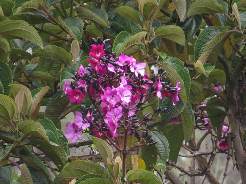 Meriania splendens · iNaturalist