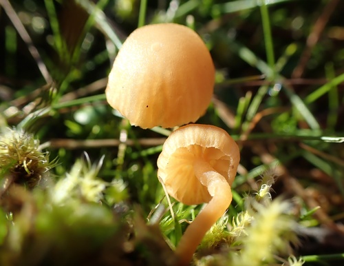 Galerina minima · iNaturalist