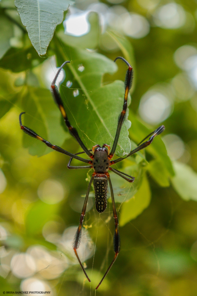 Golden Silk Spider from Felipe Carrillo Puerto, Q.R., México on July 7 ...