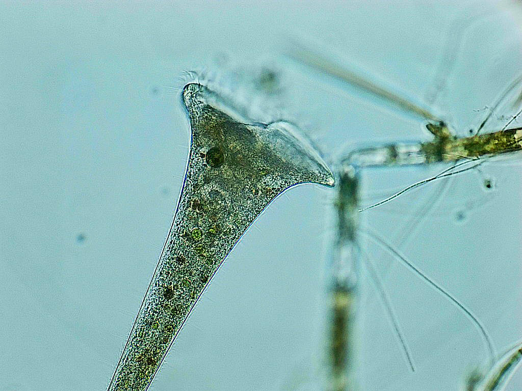 Stentor roeselii Ehrenberg, 1835