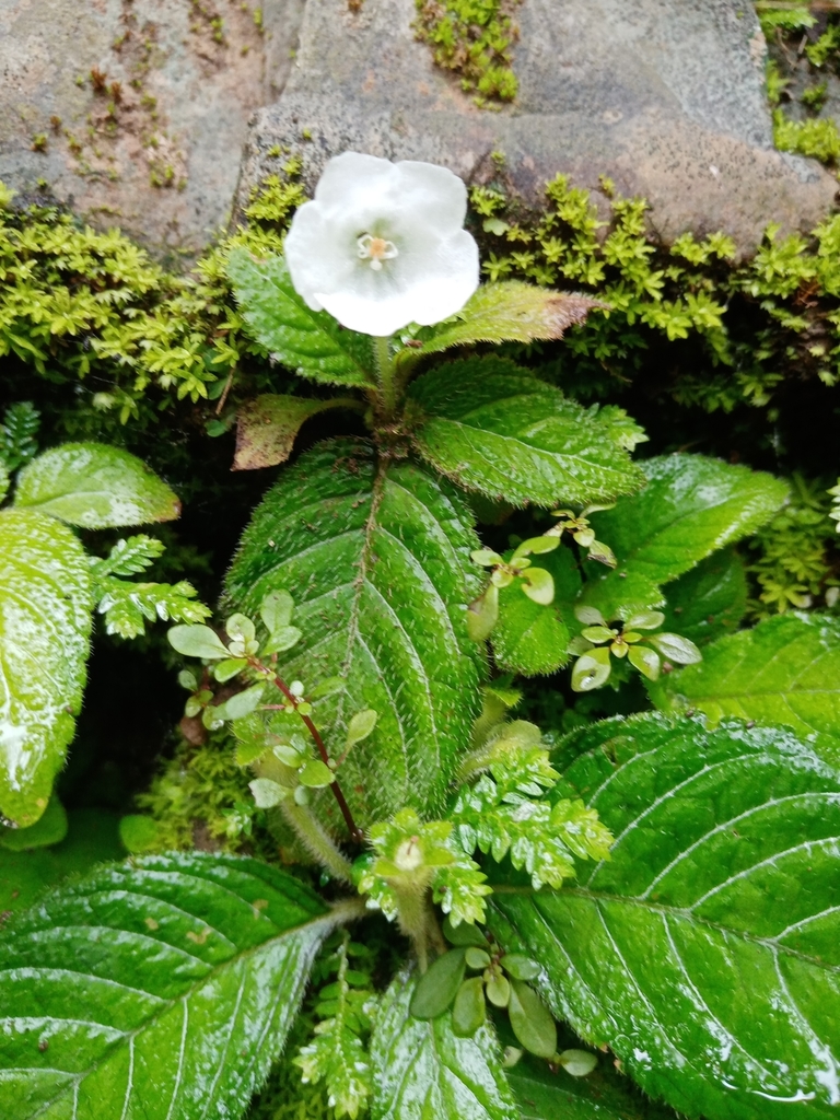 Phinaea multiflora from 60856 Mich., México on August 17, 2021 at 11:04 ...