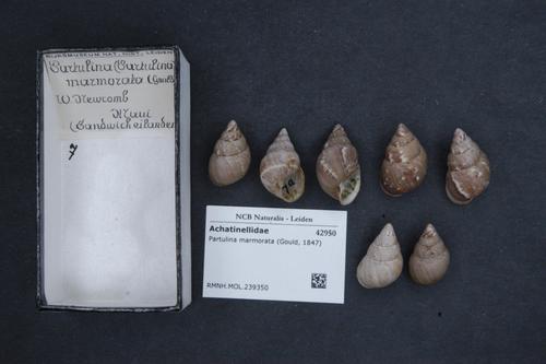 Partulina marmorata · iNaturalist