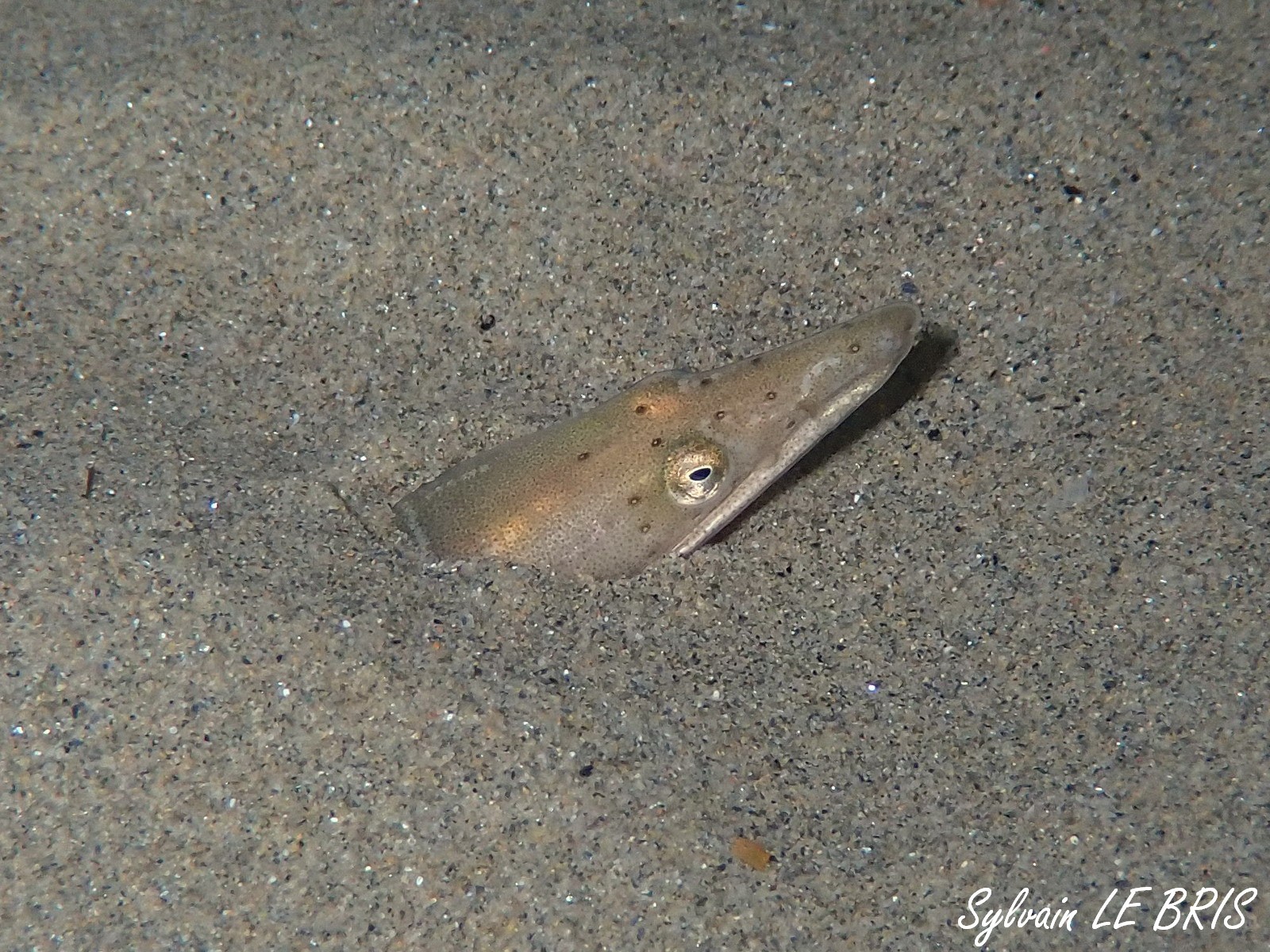 Ophisurus Lacepède, 1800