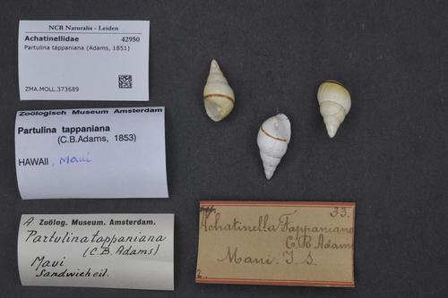 Partulina tappaniana · iNaturalist