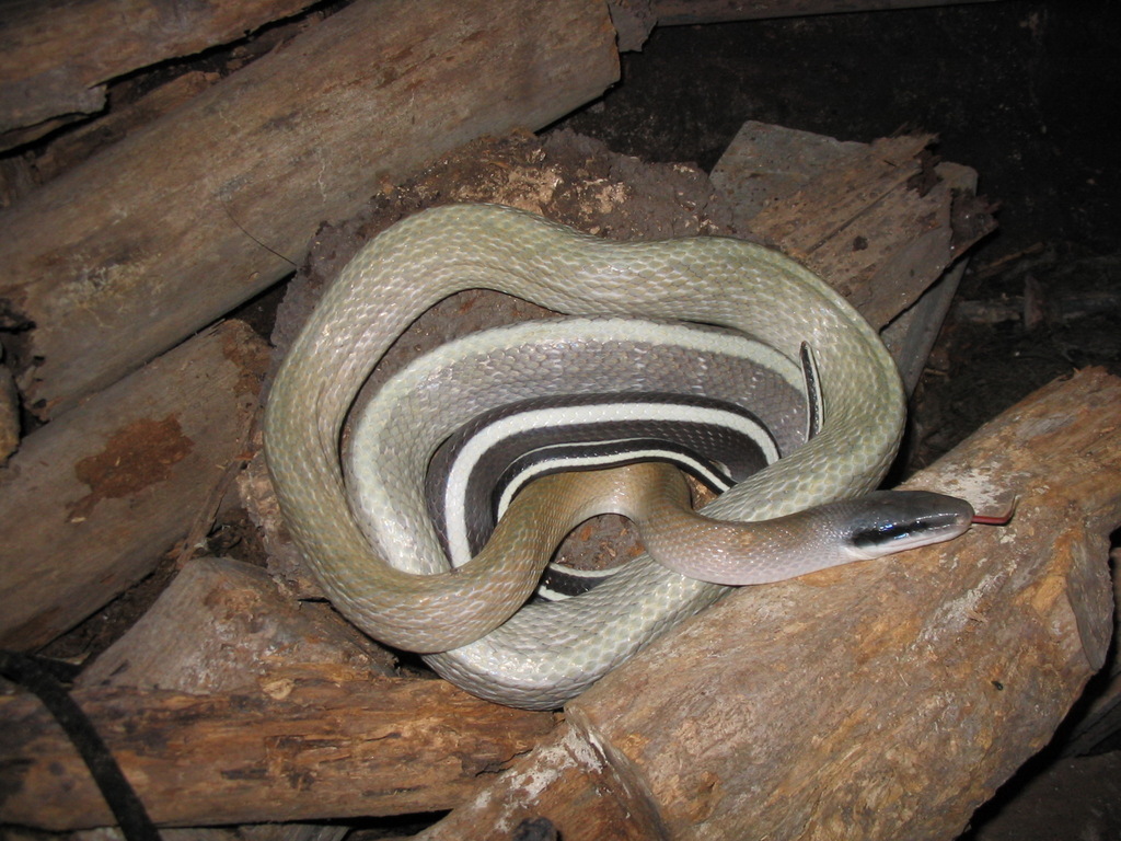 Ridley's Cave Racer from Na San, Ban Na San District, Surat Thani 84120 ...