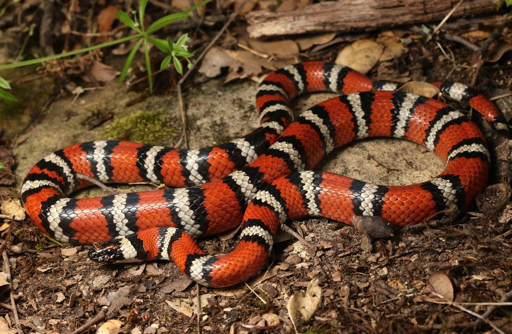 California Mountain Kingsnake (Lampropeltis zonata) - Snakes and Lizards