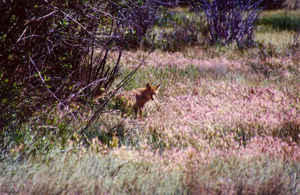 Plains Coyote (Canis latrans latrans) - Know Your Mammals