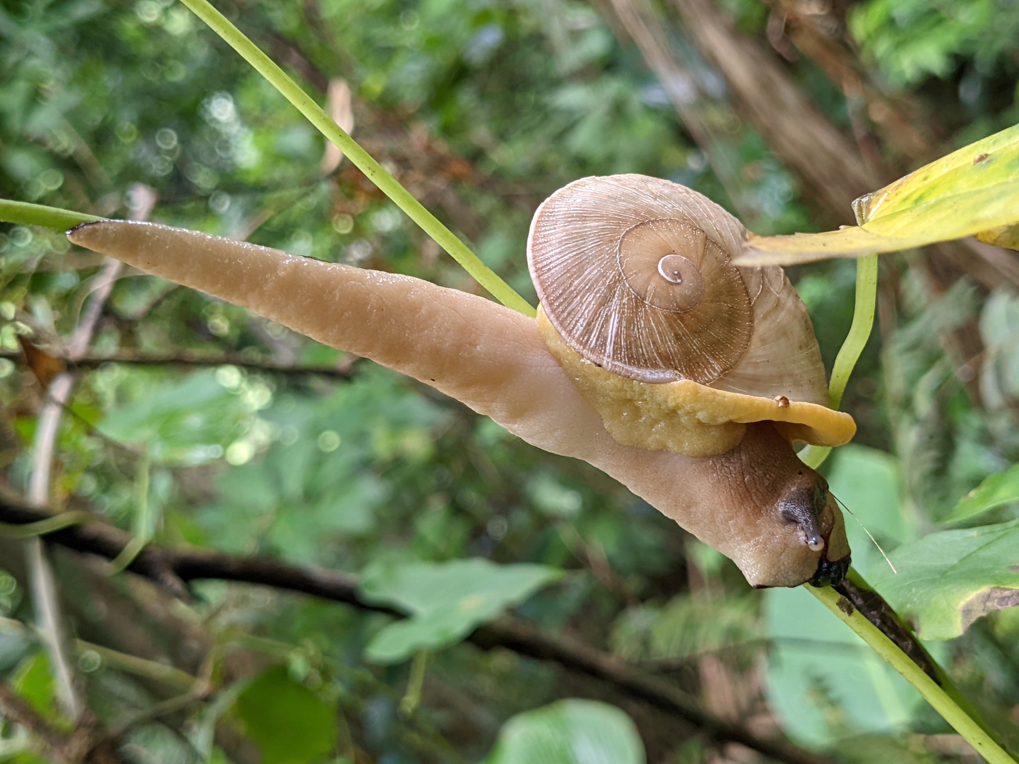 Parthena acutangula (Burrow, 1815)