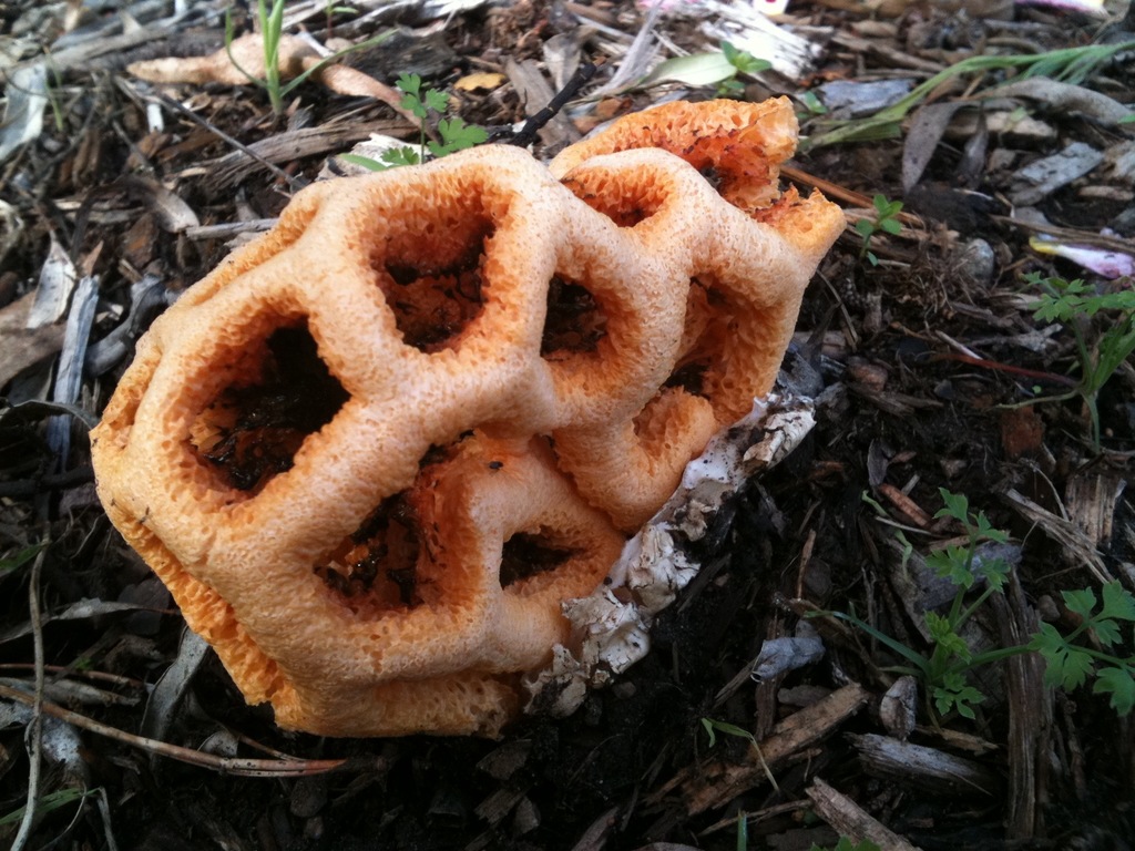 red-cage fungus from Northern California, CA, USA on December 15, 2010 ...
