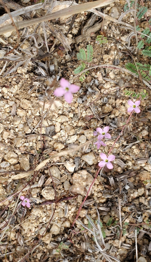 Cape Star-Violet from La Paz, BCS, Mexico on January 23, 2022 at 11:55 ...