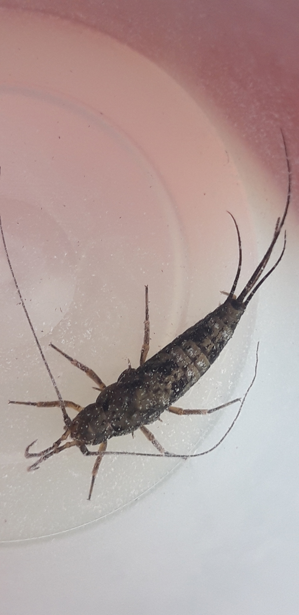 Petrobius brevistylis Carpenter, 1913