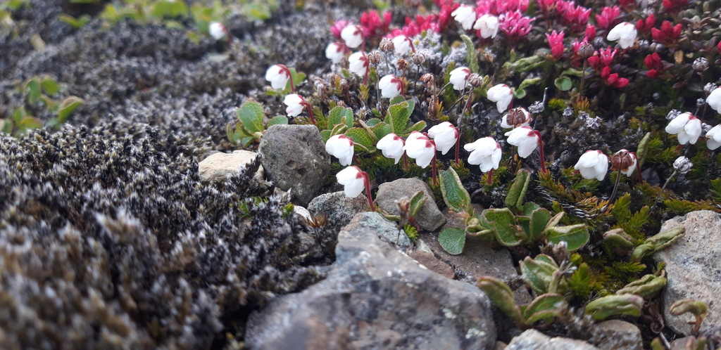 Arctic bell-heather from Eastern Region, Iceland on July 5, 2020 at 09: ...