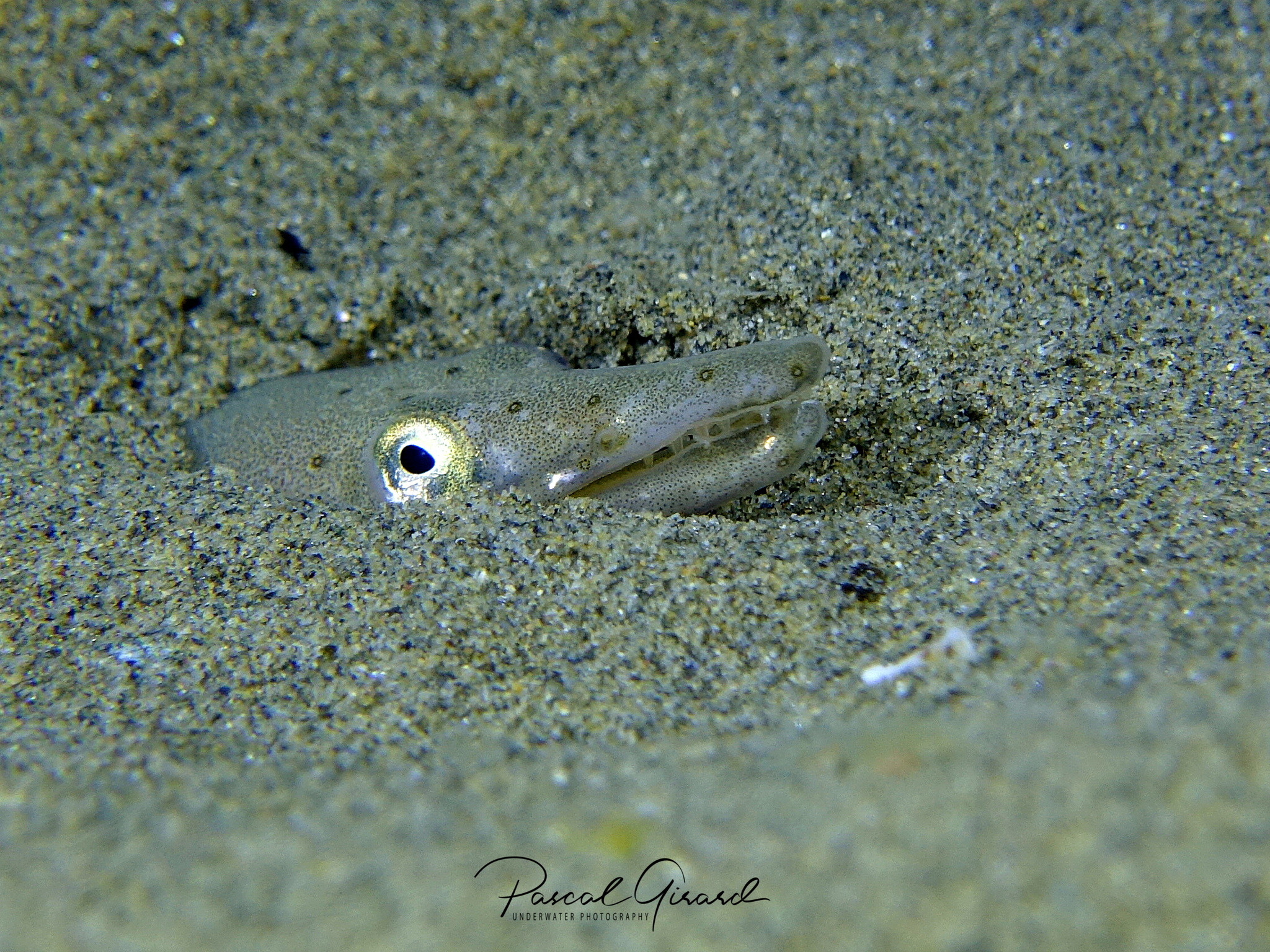 Ophisurus Lacepède, 1800