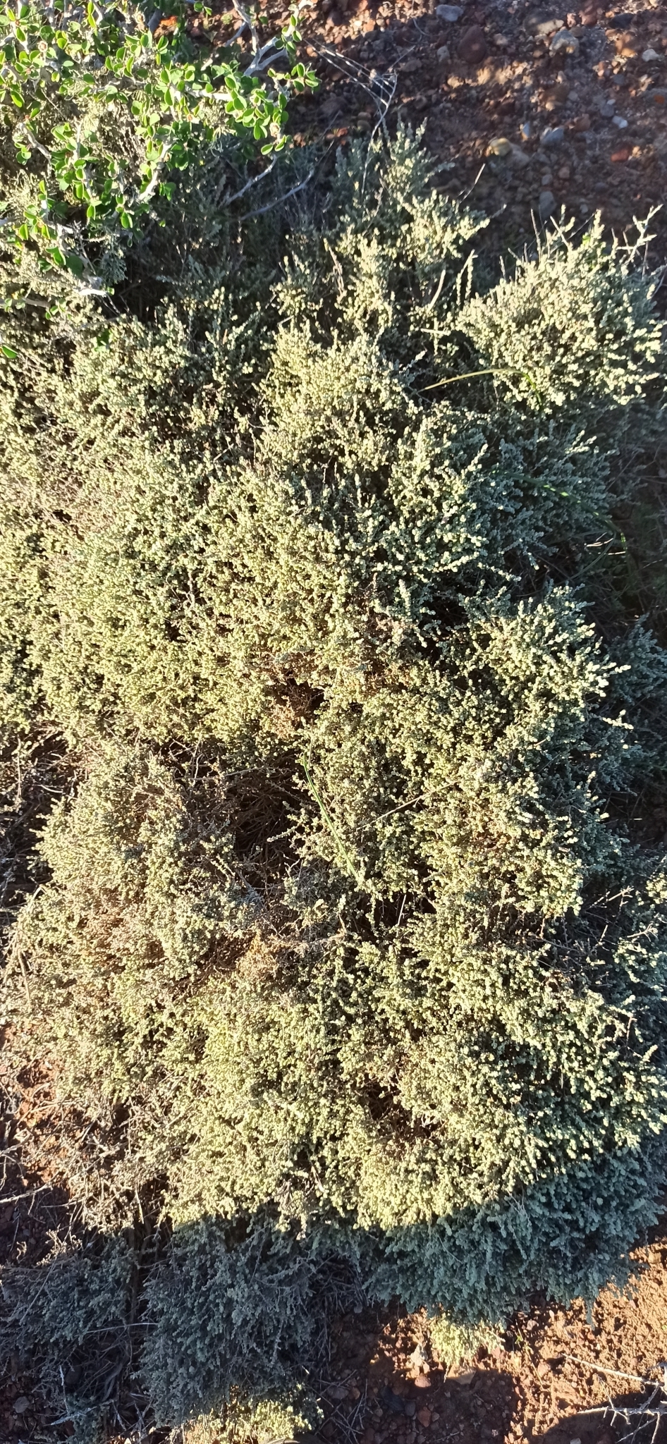 Atriplex julacea S.Watson