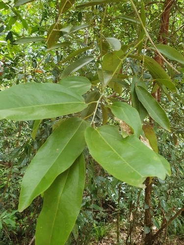 Hypserpa laurina · NaturaLista Colombia
