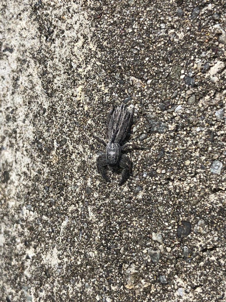 Holoplatys from Maddisons Road, Rolleston, Canterbury, NZ on January 25 ...