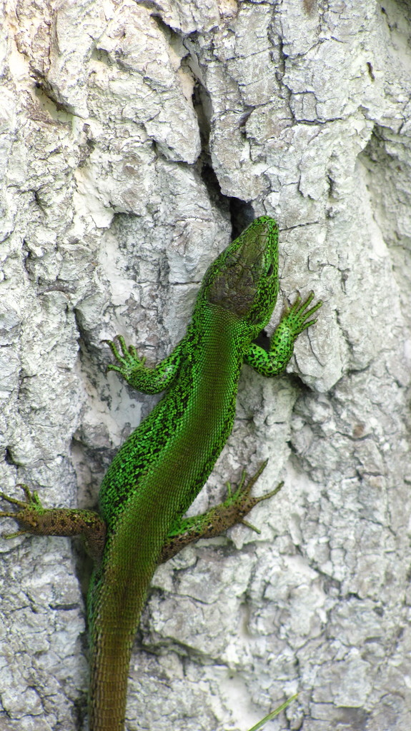 Sand Lizard from Sector 6, Bucharest, Romania on October 31, 2009 at 06 ...