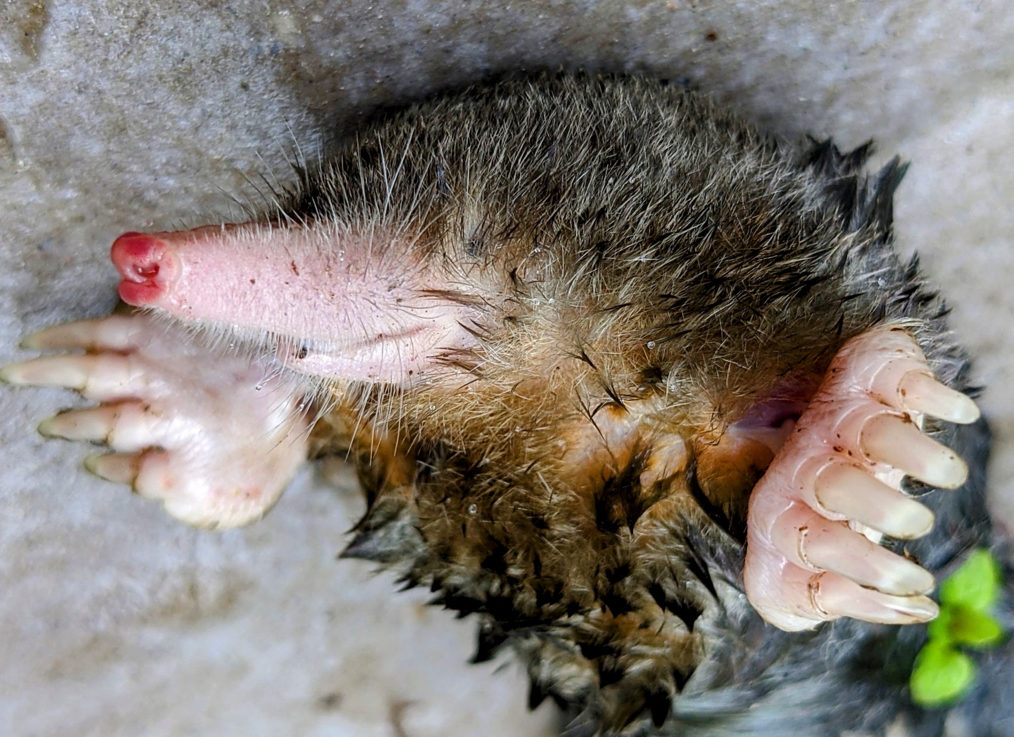 Mogera insularis (Swinhoe, 1863)