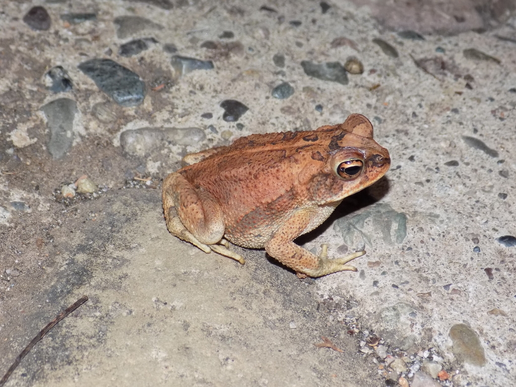 Marbled Toad in July 2017 by David Jacobo · iNaturalist