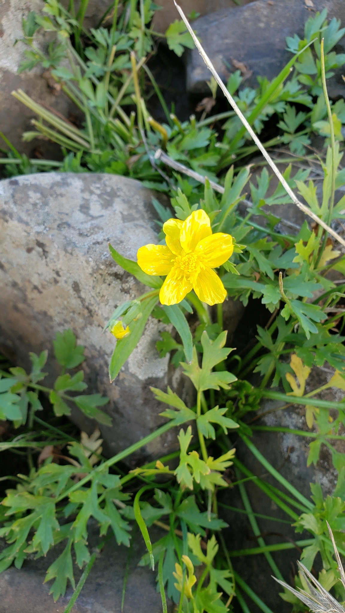 Ranunculus canus Benth.